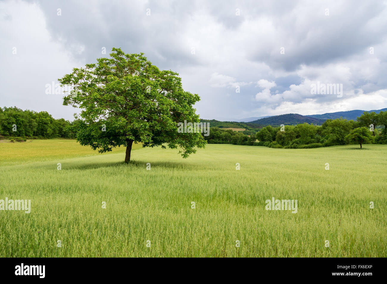 Beautiful tuscan landscape italy hi-res stock photography and images ...