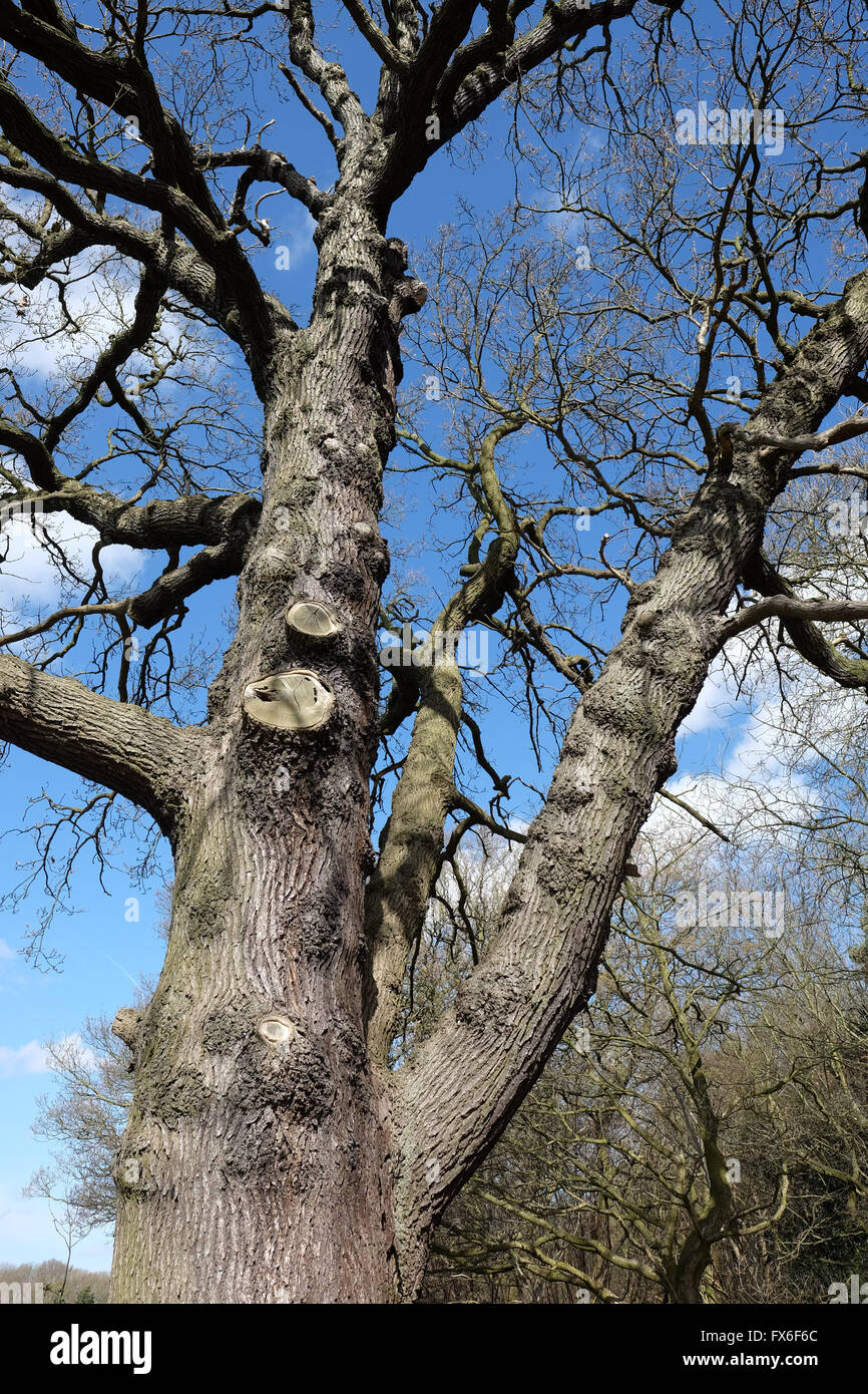 close up structures of trees Stock Photo - Alamy