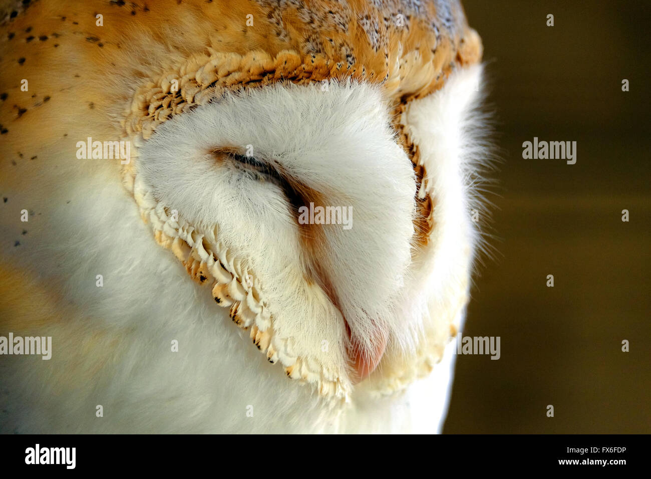 A close-up of a barn own, in a barn in the countryside Stock Photo - Alamy