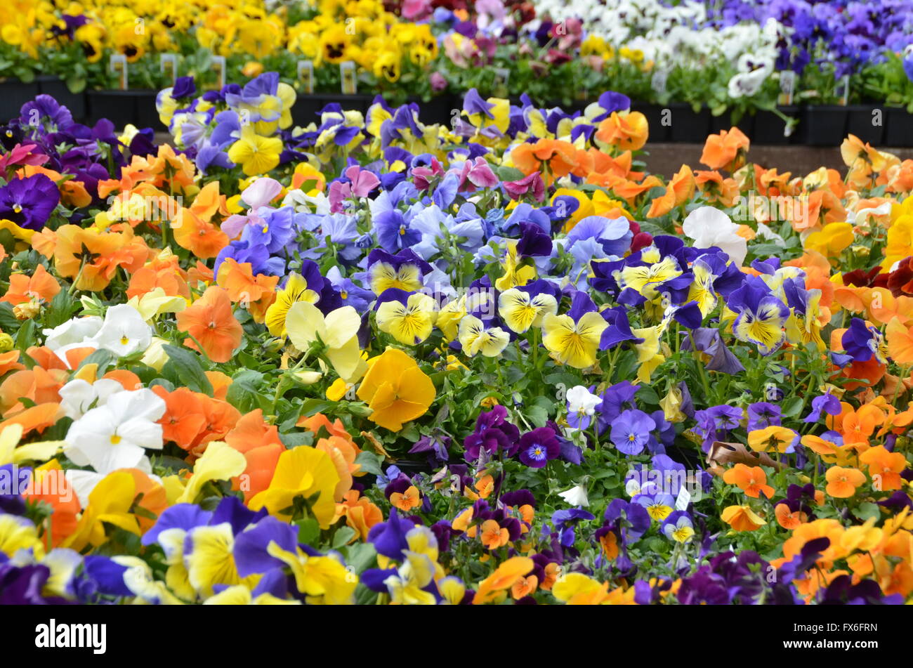 Blue and orange pansies hi-res stock photography and images - Alamy