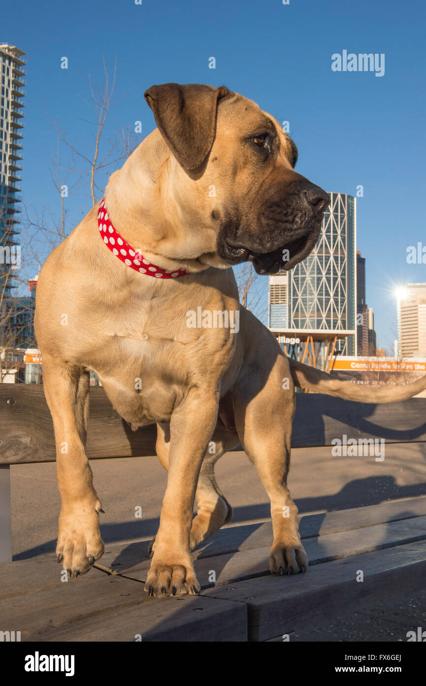 Boerboel mastiff, South African Mastiff, dog, 20 months old, wearing ...