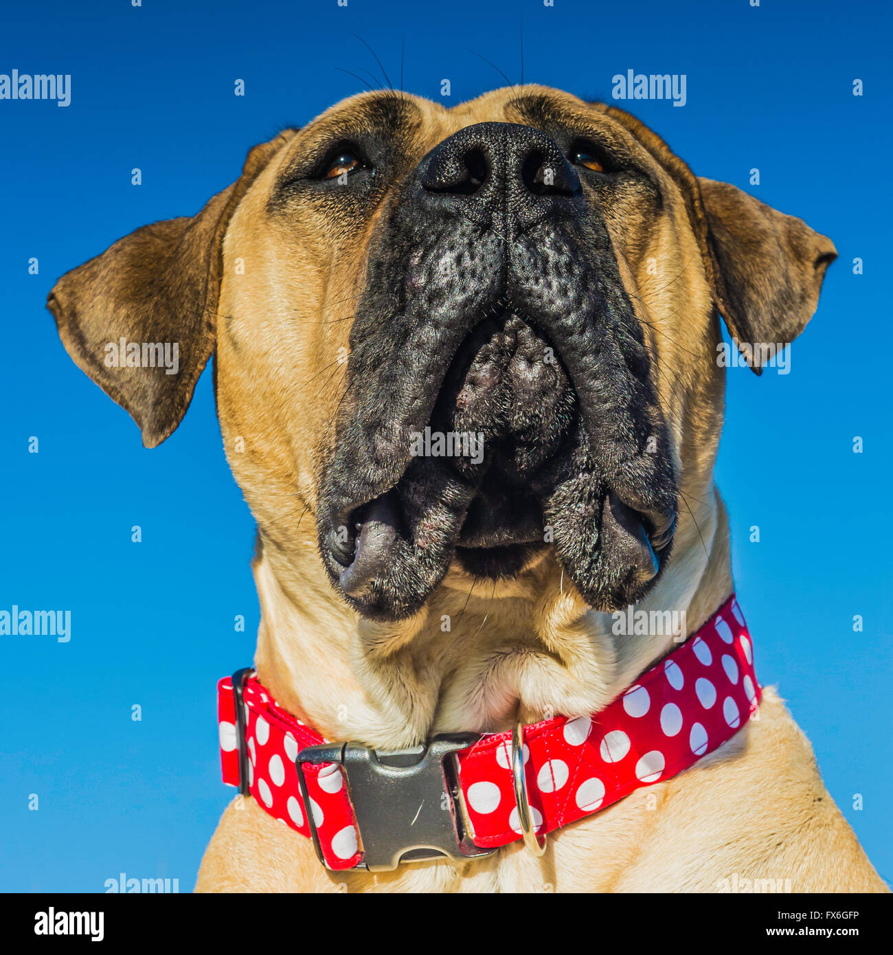 Boerboel mastiff, South African Mastiff, dog, 20 months old, wearing ...