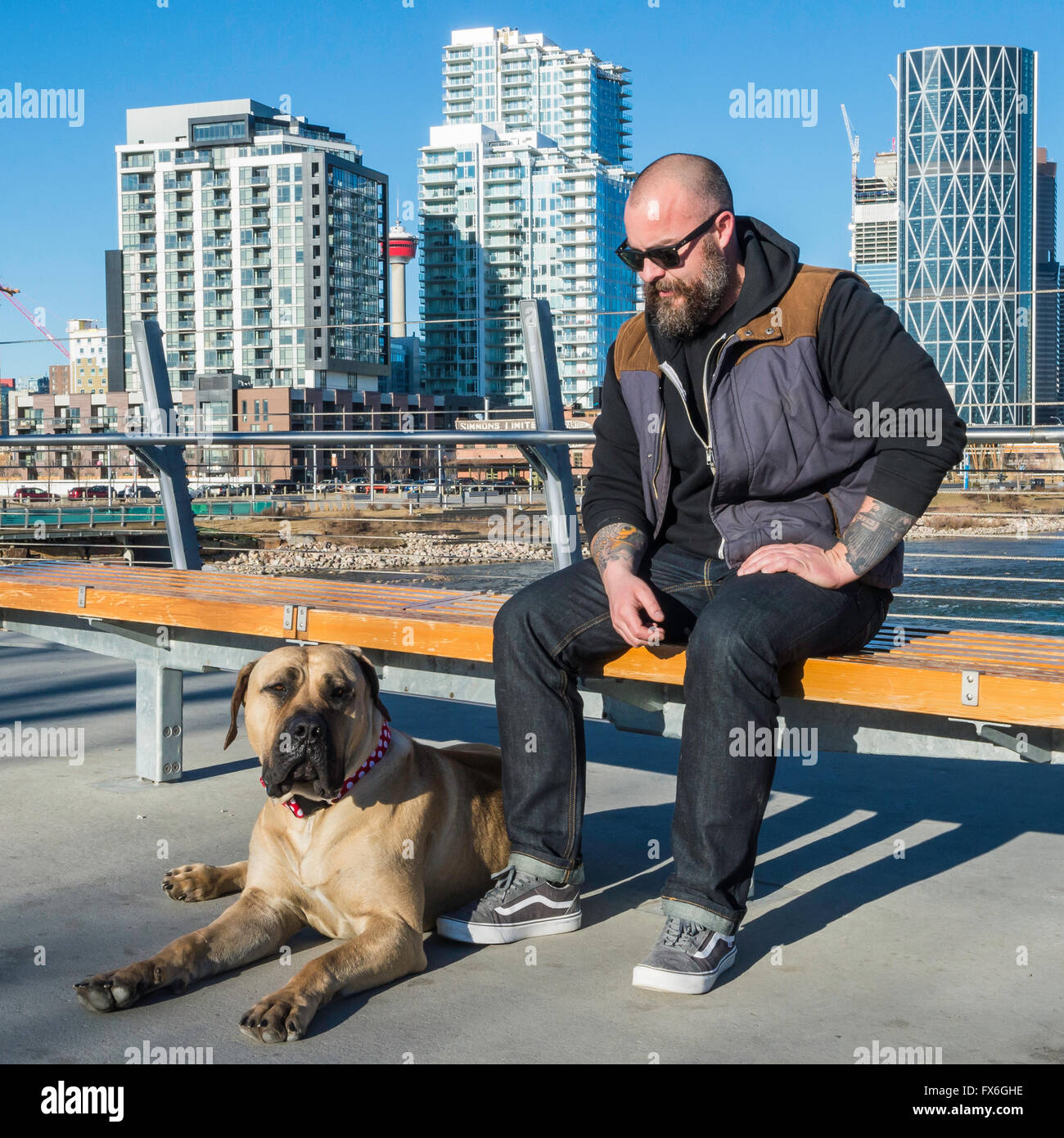 Boerboel mastiff, South African Mastiff, dog, 20 months old, with ...