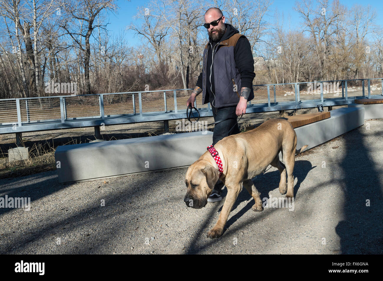 Man walking Boerboel mastiff, South African Mastiff, dog, 20 months old ...