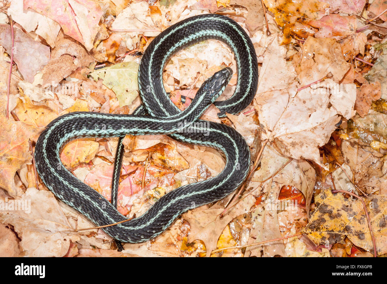 Puget Sound garter snake, Thamnophis sirtalis pickeringii; native to NW ...