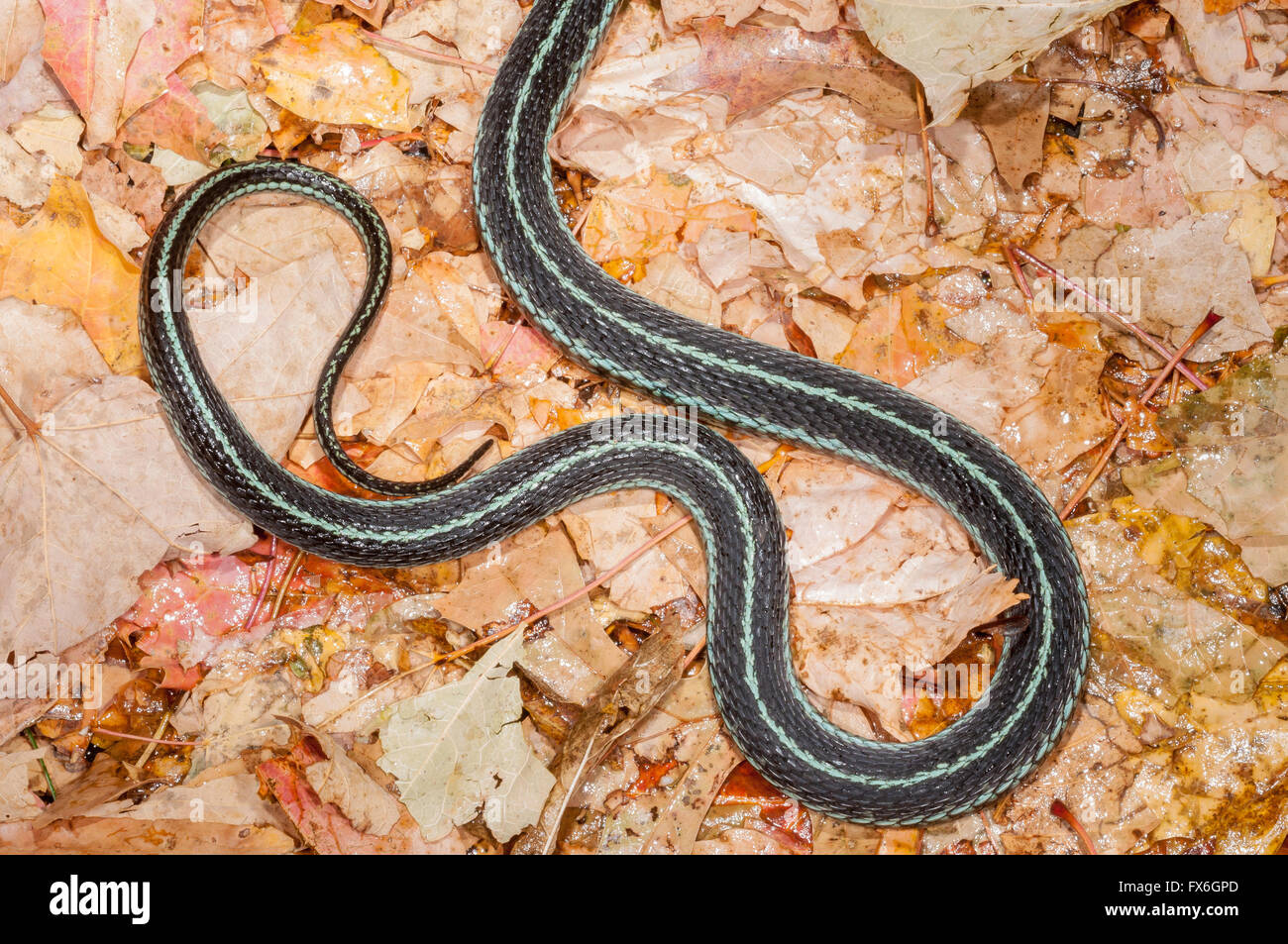 Puget Sound Garter Snake