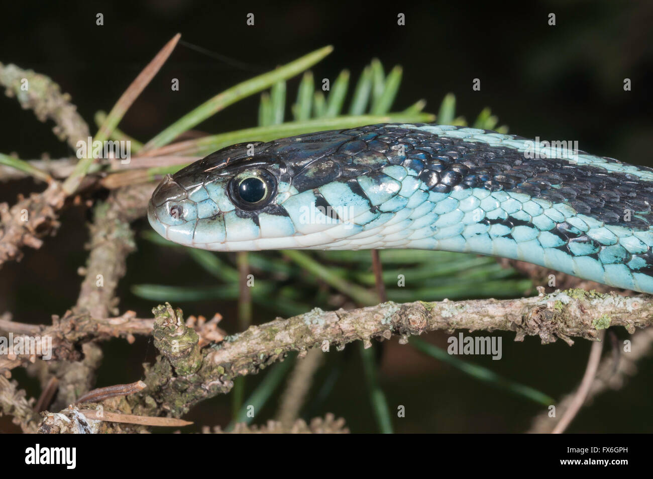 Puget Sound Garter Snake