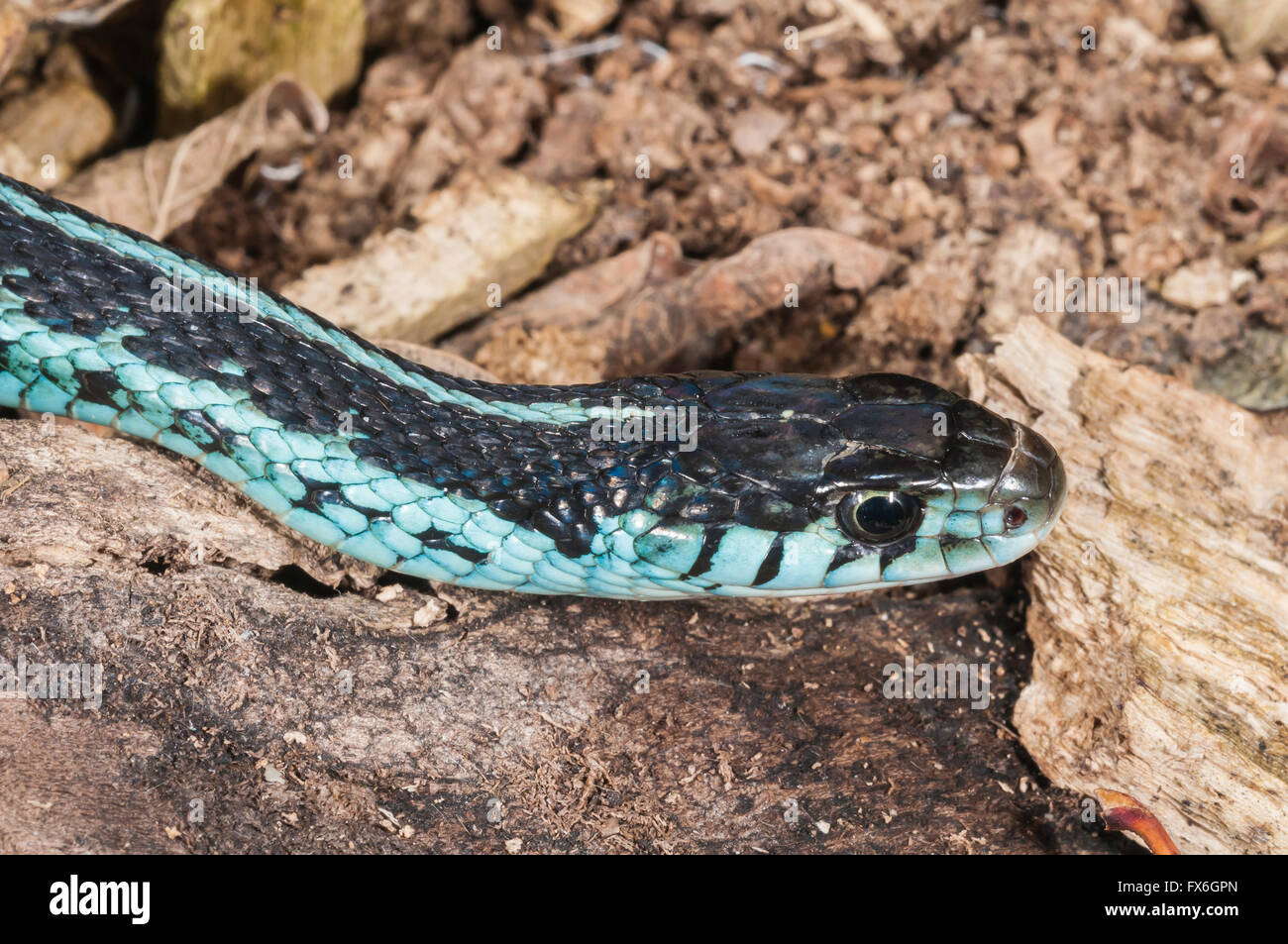 Puget Sound Garter Snake