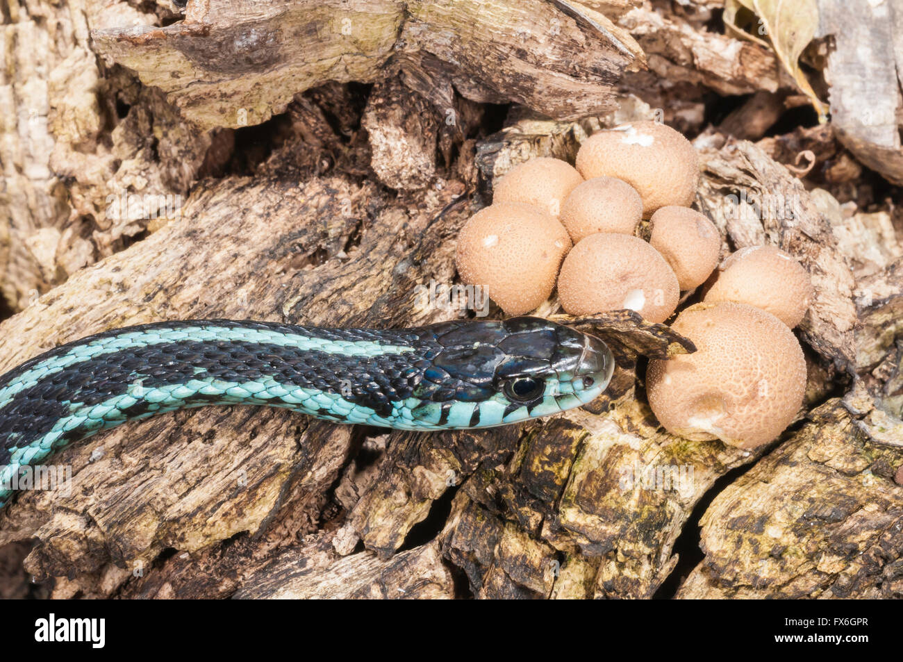 Puget Sound Garter Snake