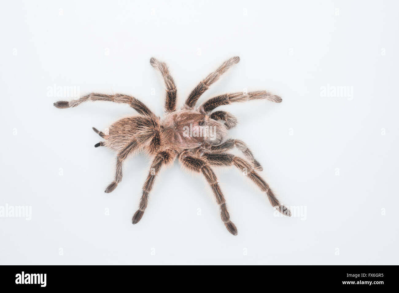 Rose-haired tarantula, Grammostola rosea, native to Chile, Bolivia and ...