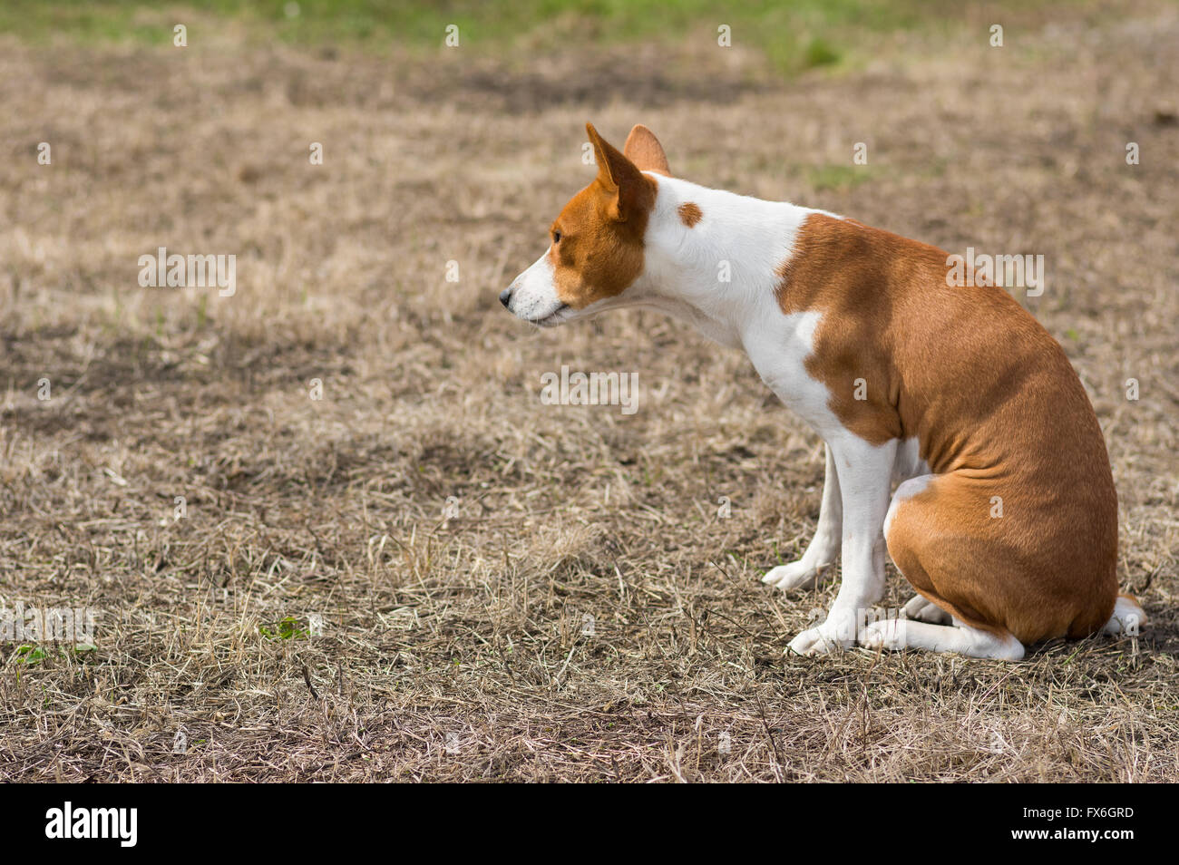 Basenji dog sitting on the ground and looking narrowly at the distance ...