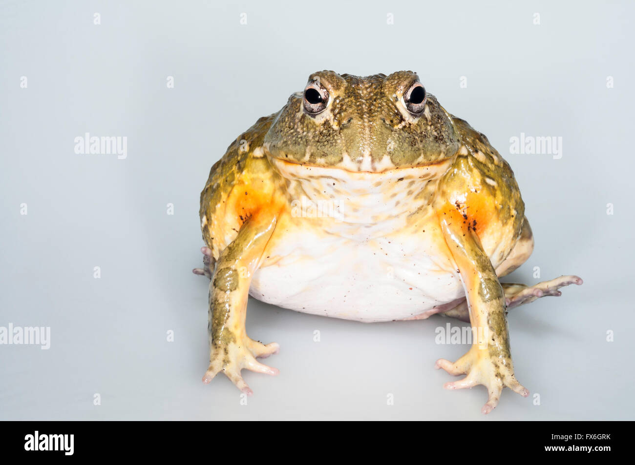 African bullfrog or pixie frog, Pyxicephalus adspersus, native to ...