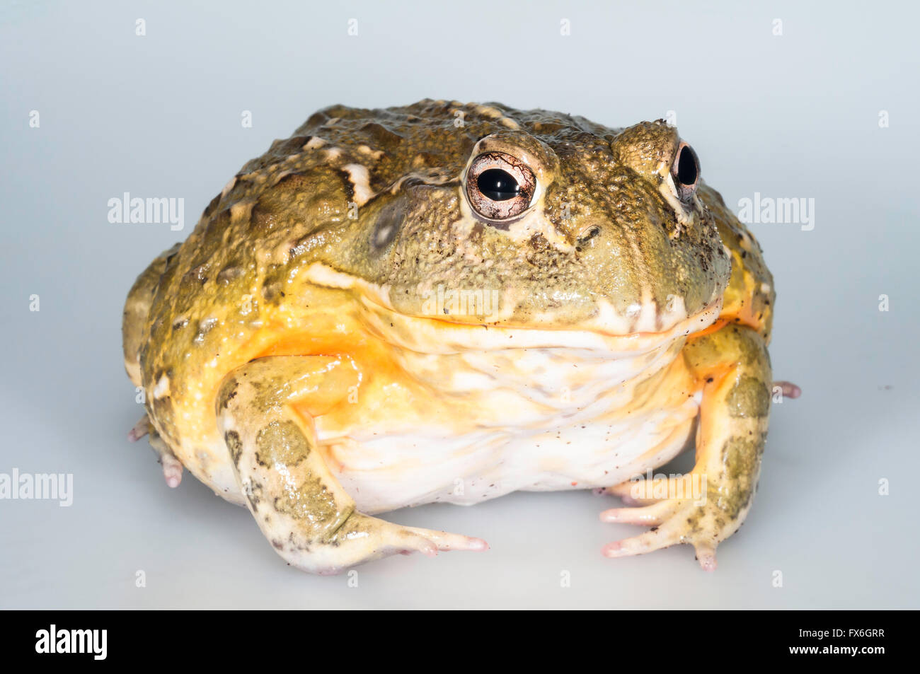 African bullfrog or pixie frog, Pyxicephalus adspersus, native to ...
