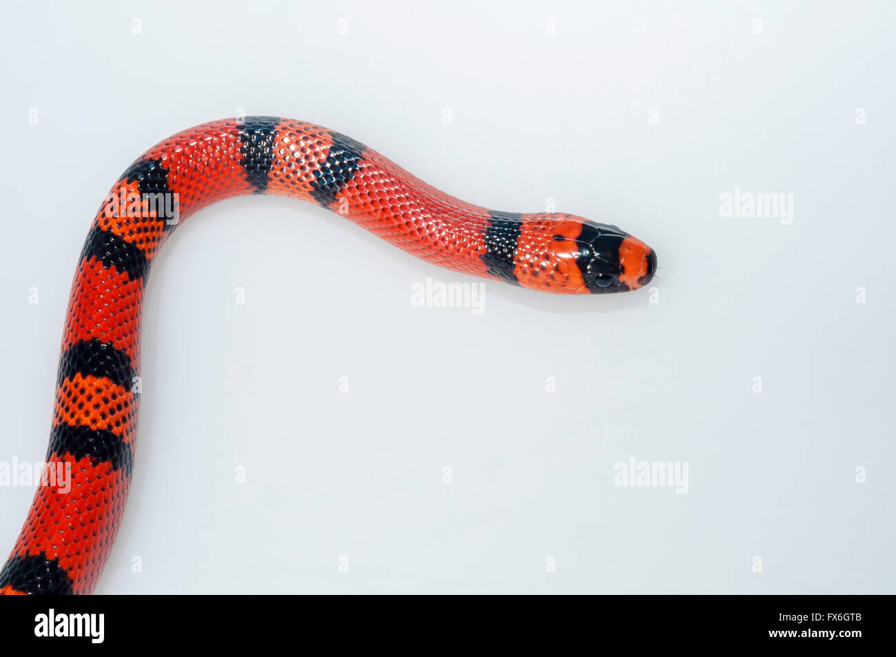 Honduran milk snake, Lampropeltis triangulum hondurensis, tangerine ...