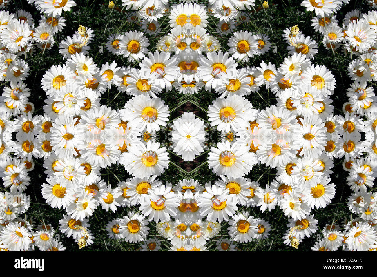 Kaleidoscope daisy flower pattern Stock Photo - Alamy