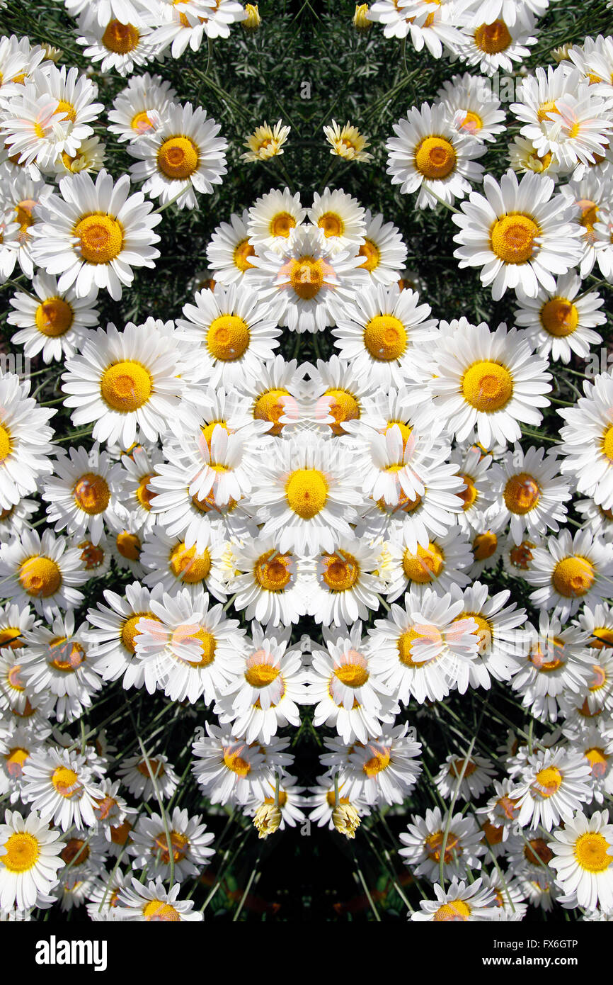 White Daisy Background Tumblr