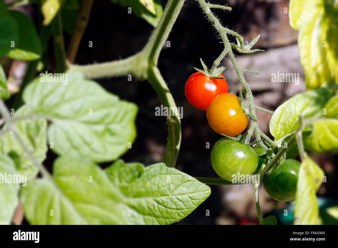 Tomato plant with ripe, half ripe and unripe tomatoes Stock Photo - Alamy