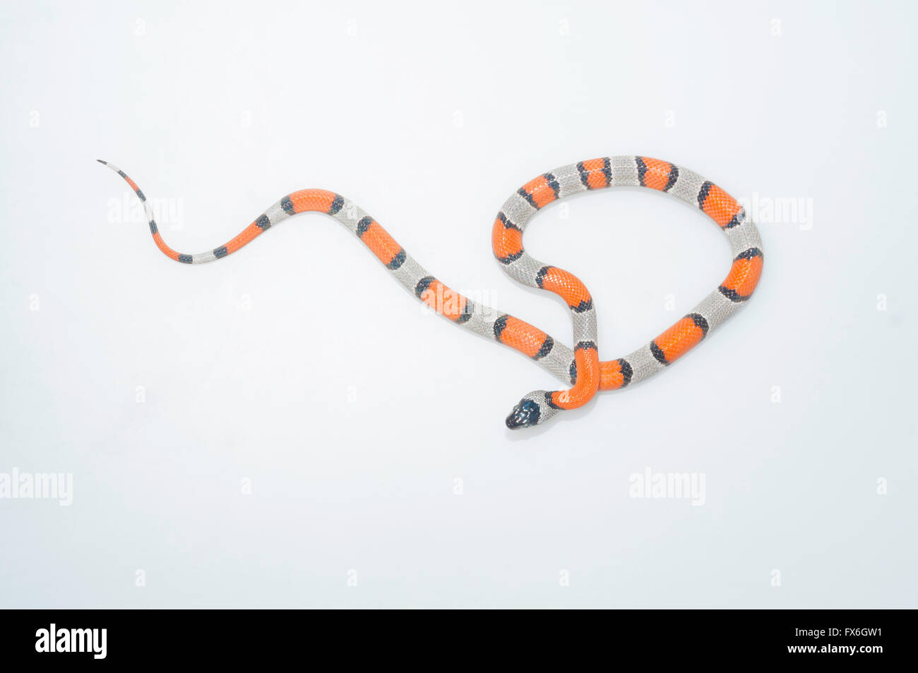 Grey-banded kingsnake, Lampropeltis alterna, Blairs colour phase ...
