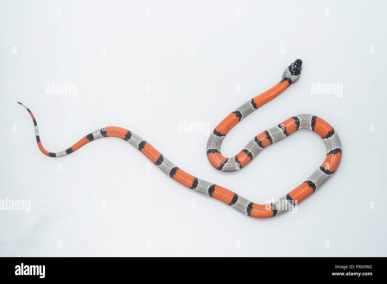 Grey-banded kingsnake, Lampropeltis alterna, Blairs colour phase ...