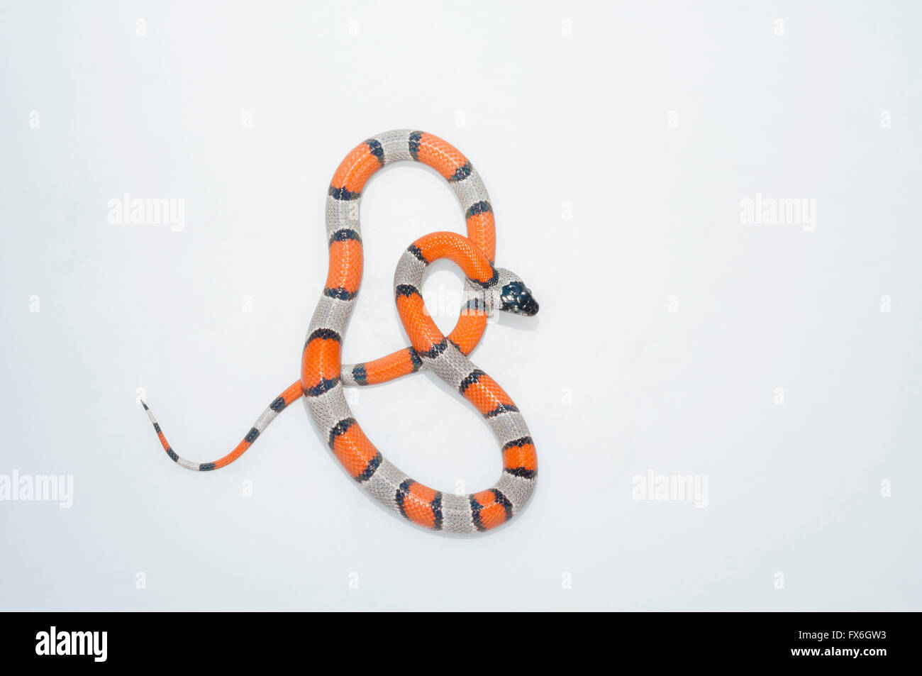 Grey-banded kingsnake, Lampropeltis alterna, Blairs colour phase ...