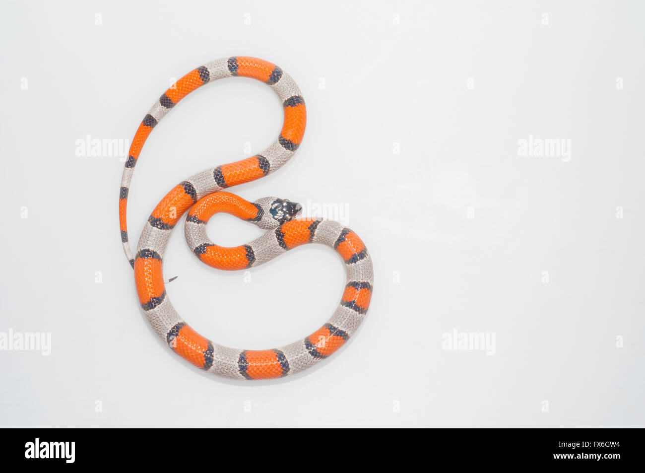 Grey-banded kingsnake, Lampropeltis alterna, Blairs colour phase ...