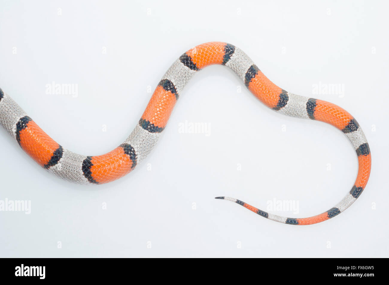 Grey-banded kingsnake, Lampropeltis alterna, Blairs colour phase ...