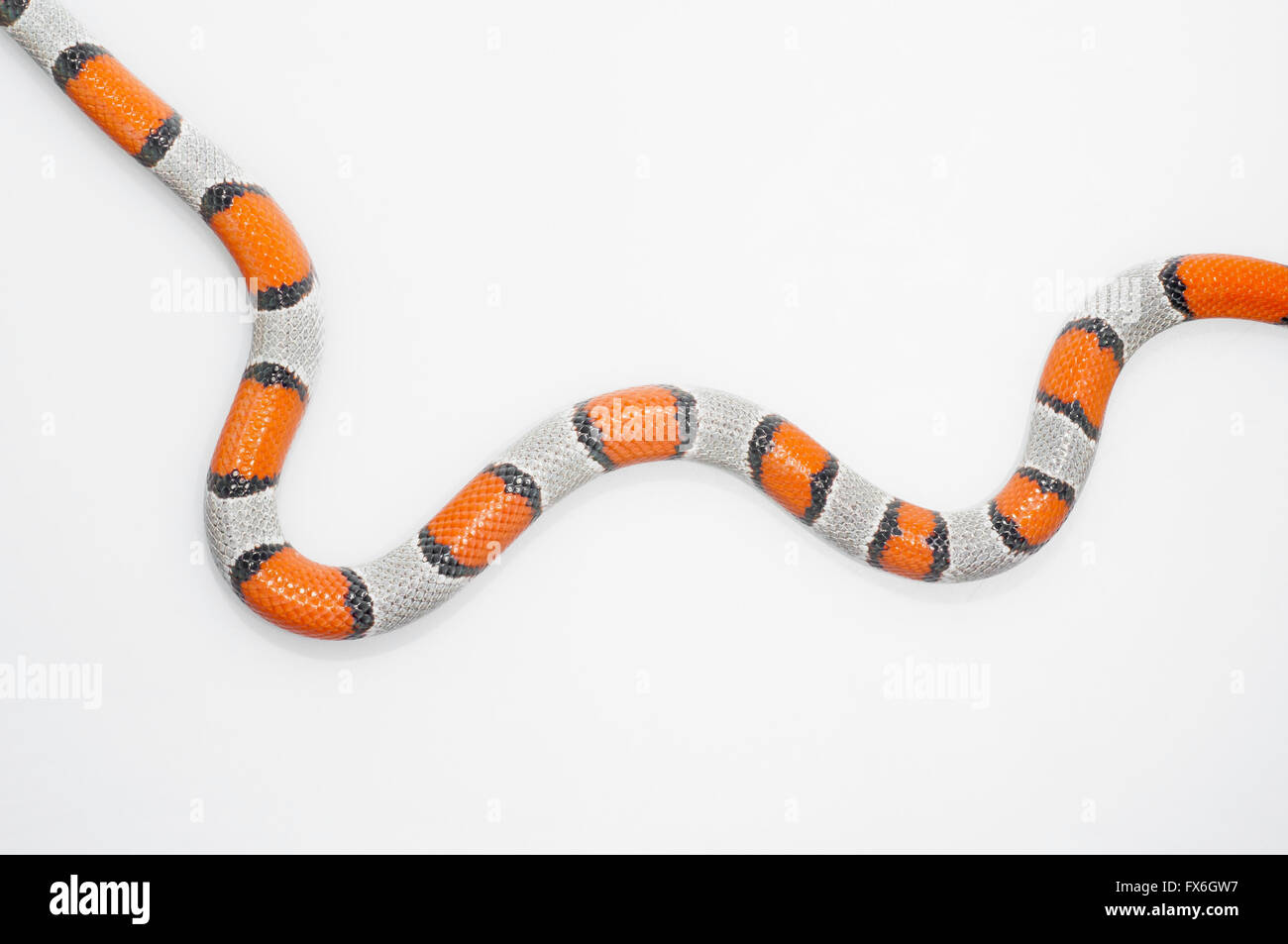 Grey-banded kingsnake, Lampropeltis alterna, Blairs colour phase ...