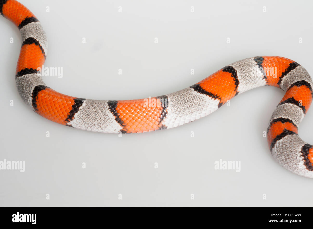 Grey-banded kingsnake, Lampropeltis alterna, Blairs colour phase ...