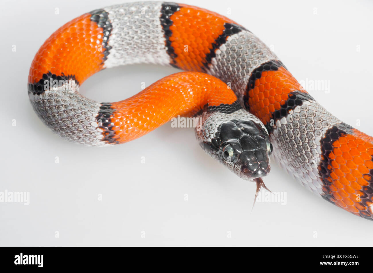 Grey-banded kingsnake, Lampropeltis alterna, Blairs colour phase ...