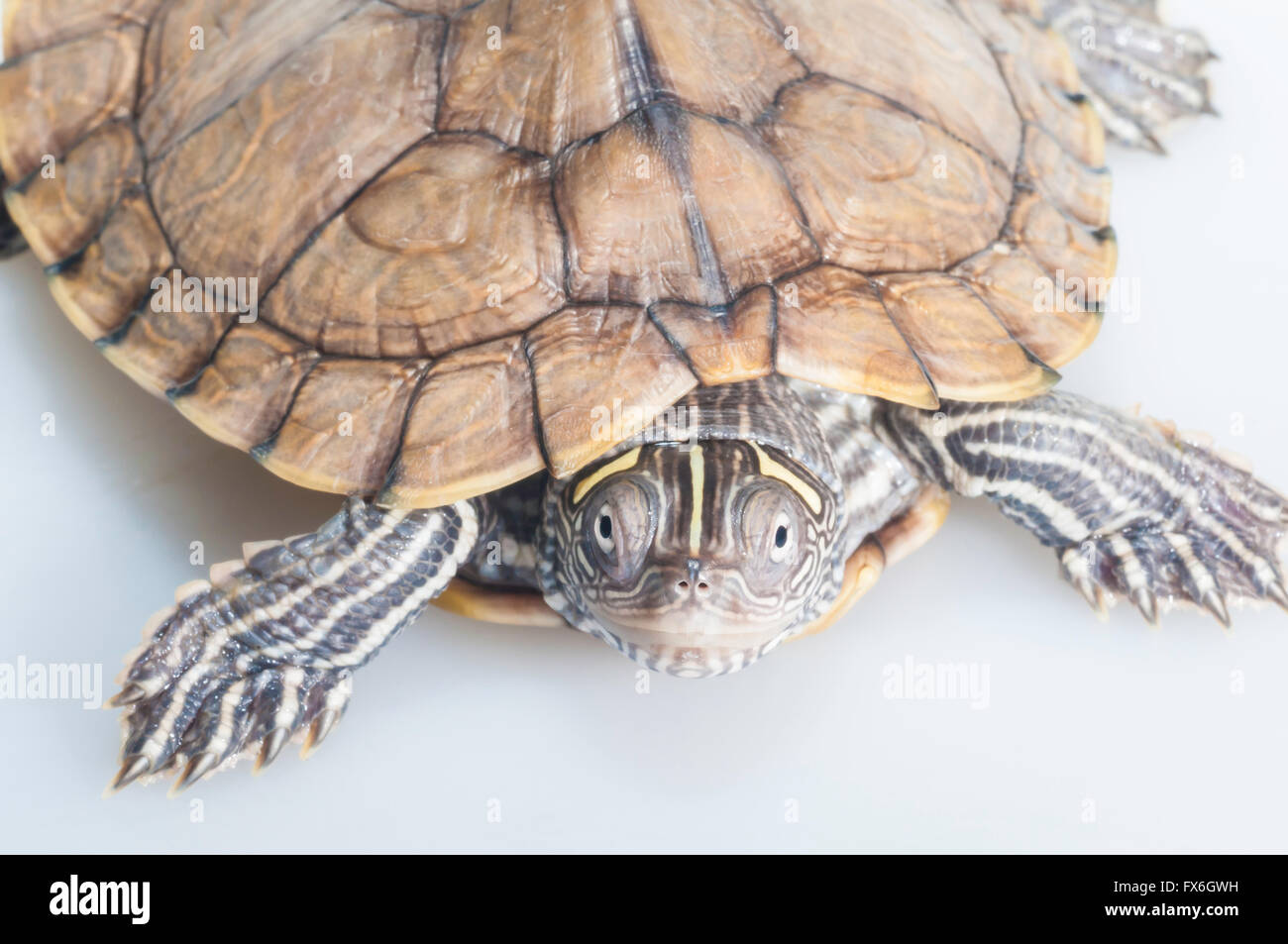 Mississippi map turtle, Graptemys pseudogeographica kohni; native to ...