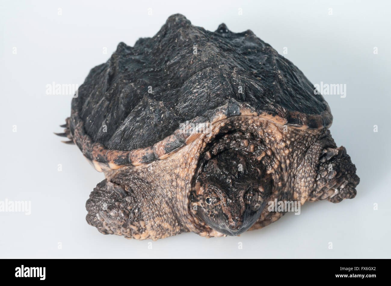 Common snapping turtle, Chelydra serpentina, three years old; ranges ...
