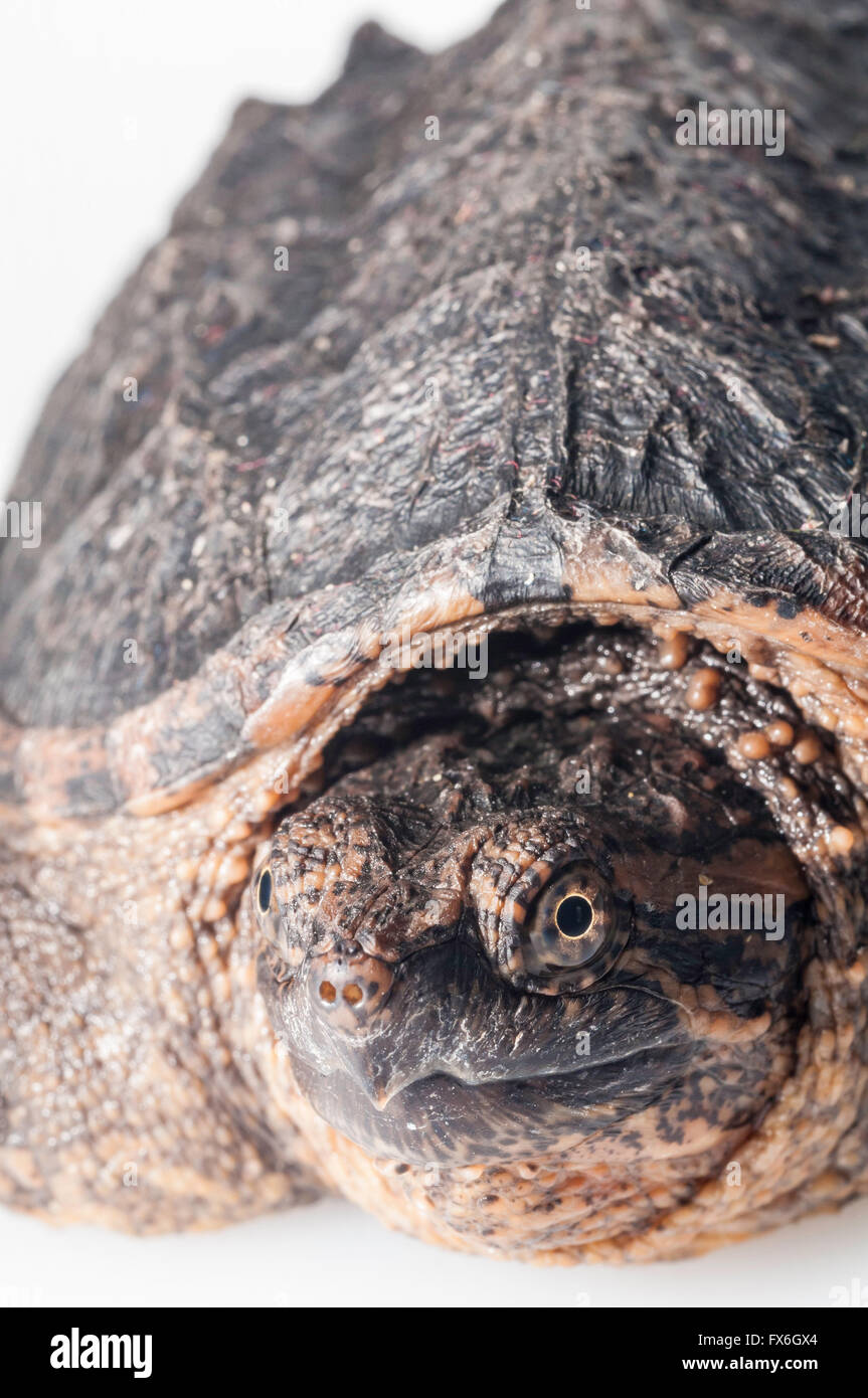 Common snapping turtle, Chelydra serpentina, three years old; ranges ...