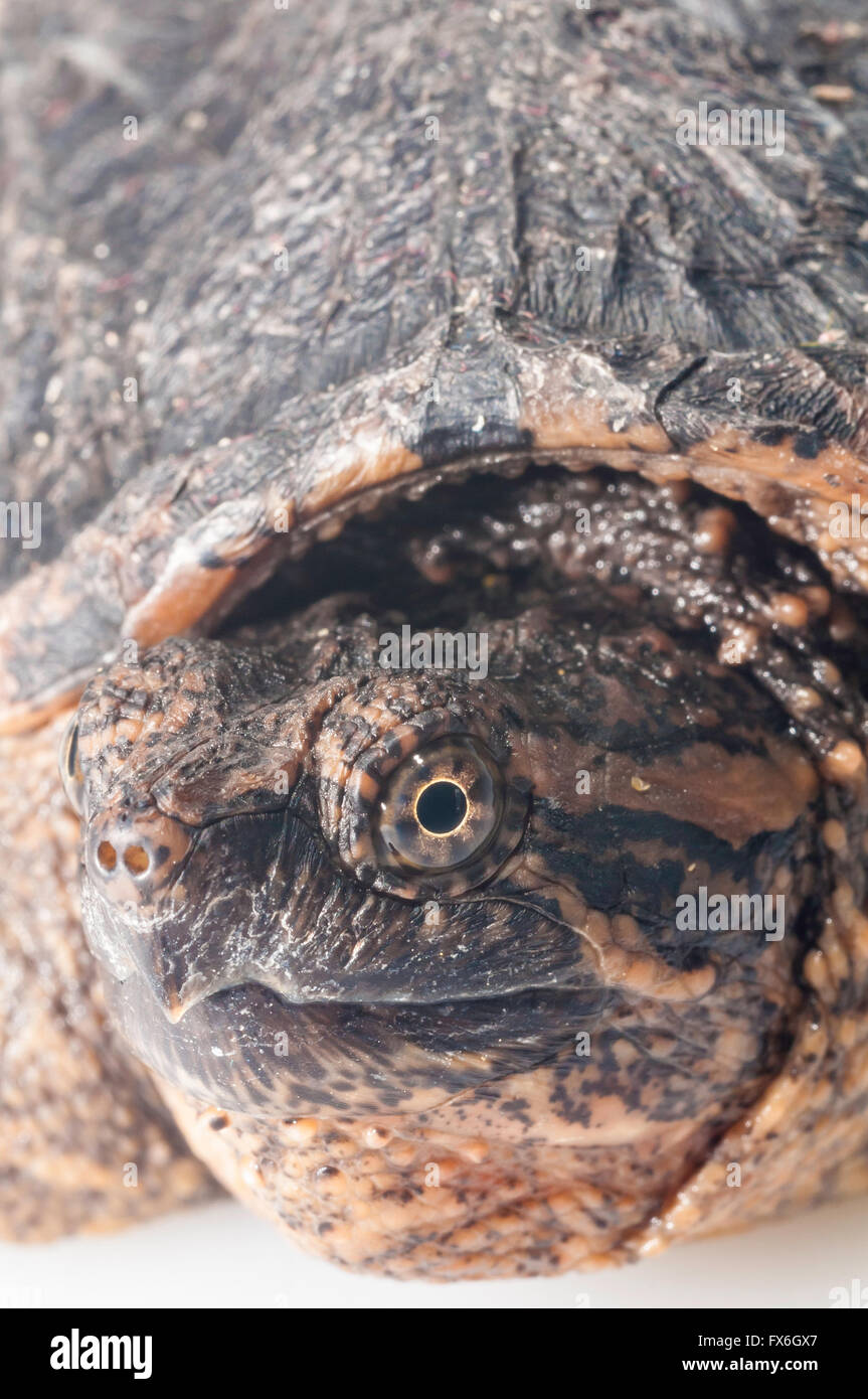 Common snapping turtle, Chelydra serpentina, three years old; ranges ...