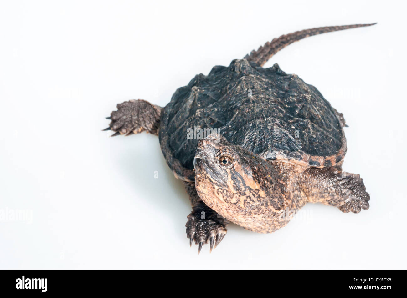 Common snapping turtle, Chelydra serpentina, three years old; ranges ...
