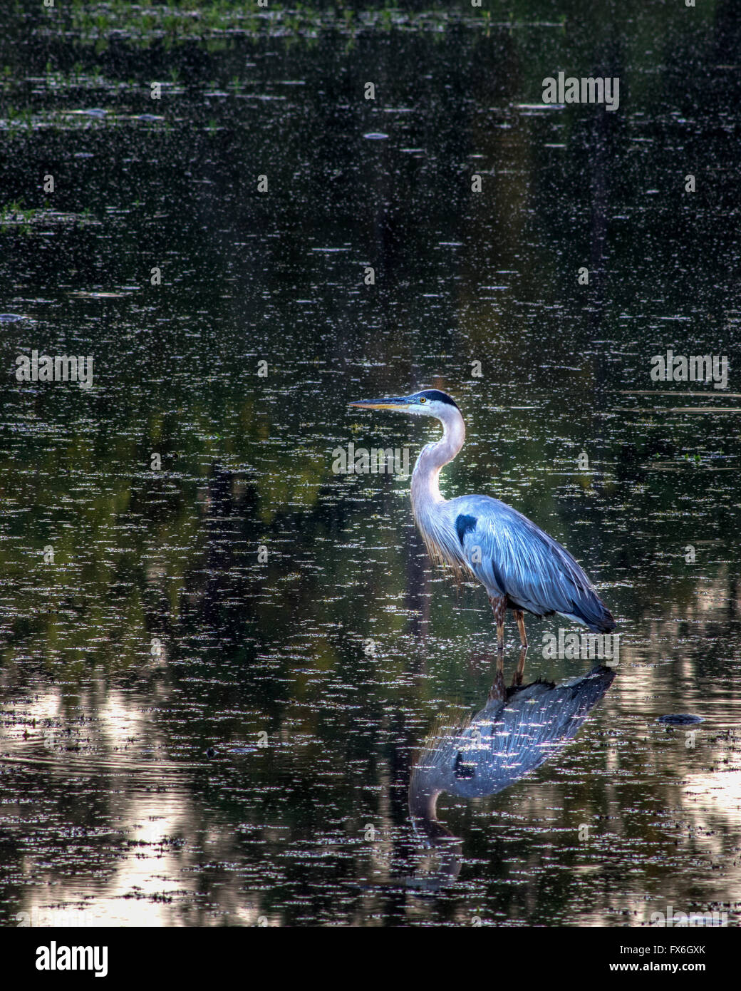 Great blue heron green grass hi-res stock photography and images - Alamy