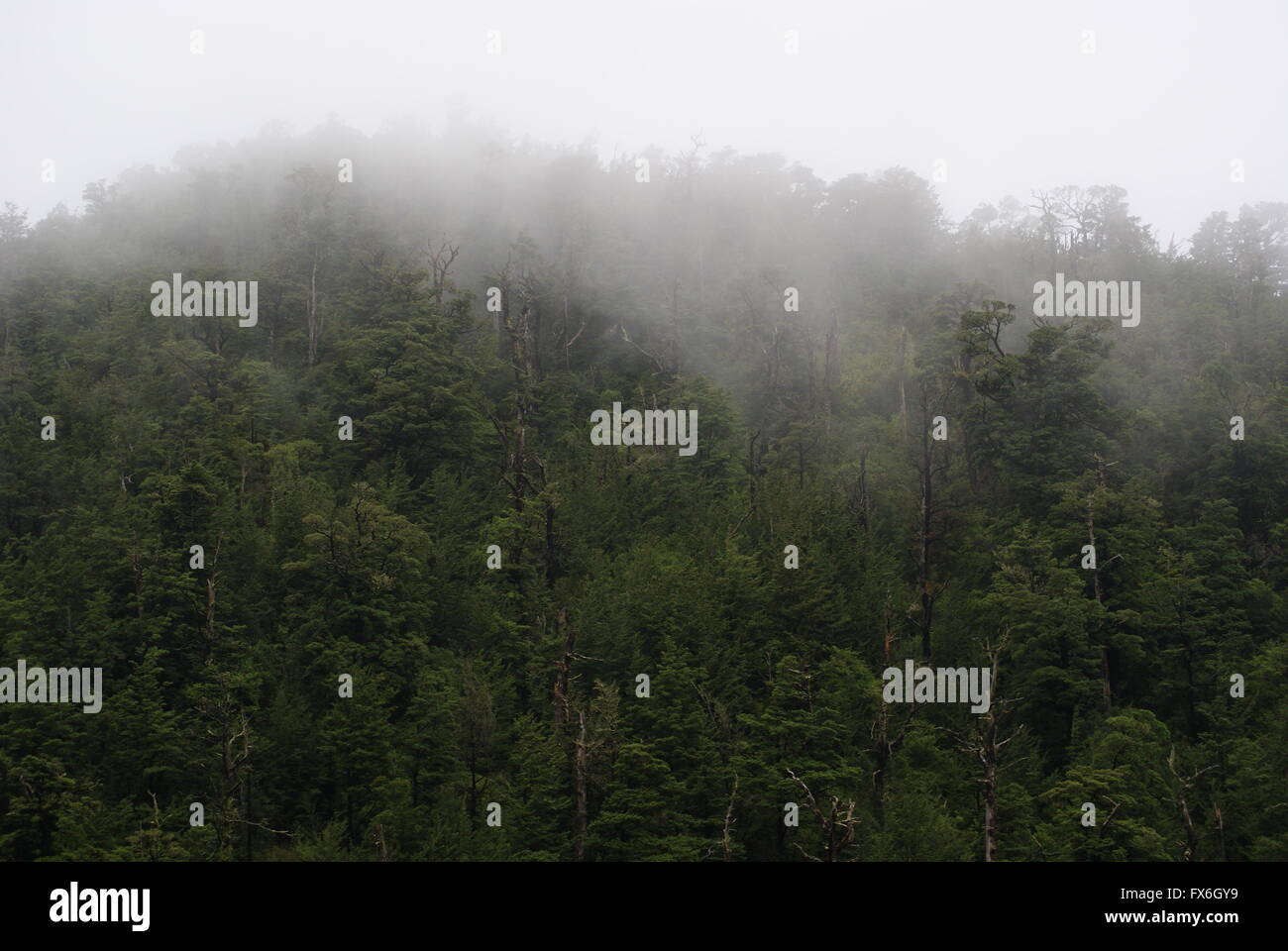 Morning mist over the temperate rainforest Stock Photo - Alamy