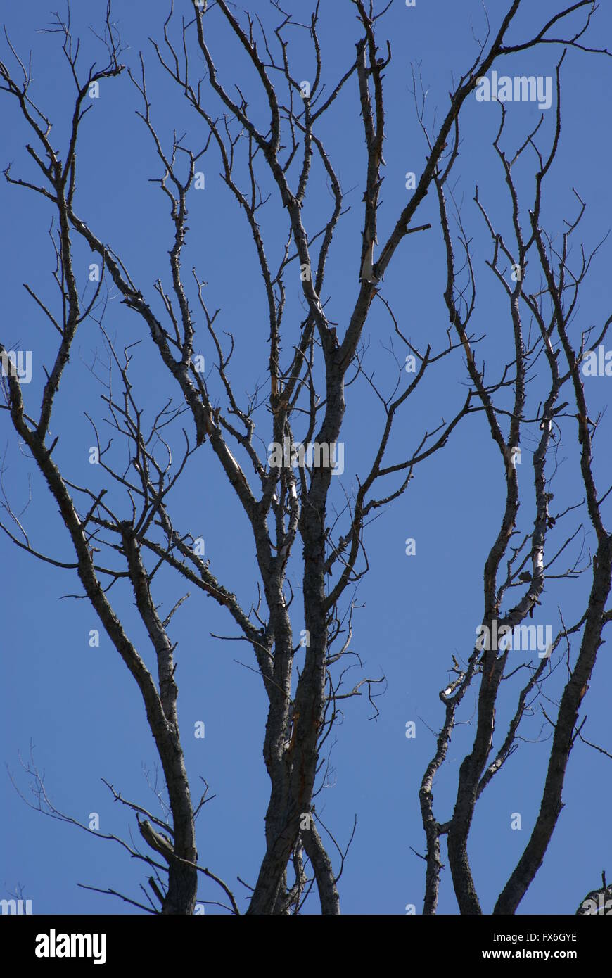 Skeleton tree branches Stock Photo - Alamy