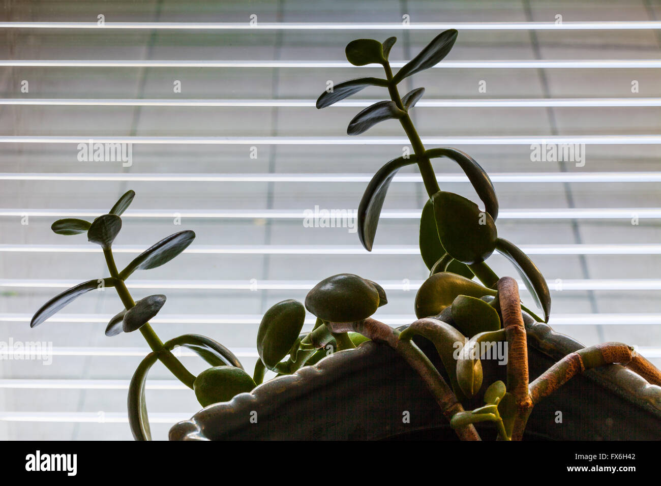 Phototropic hi-res stock photography and images - Alamy