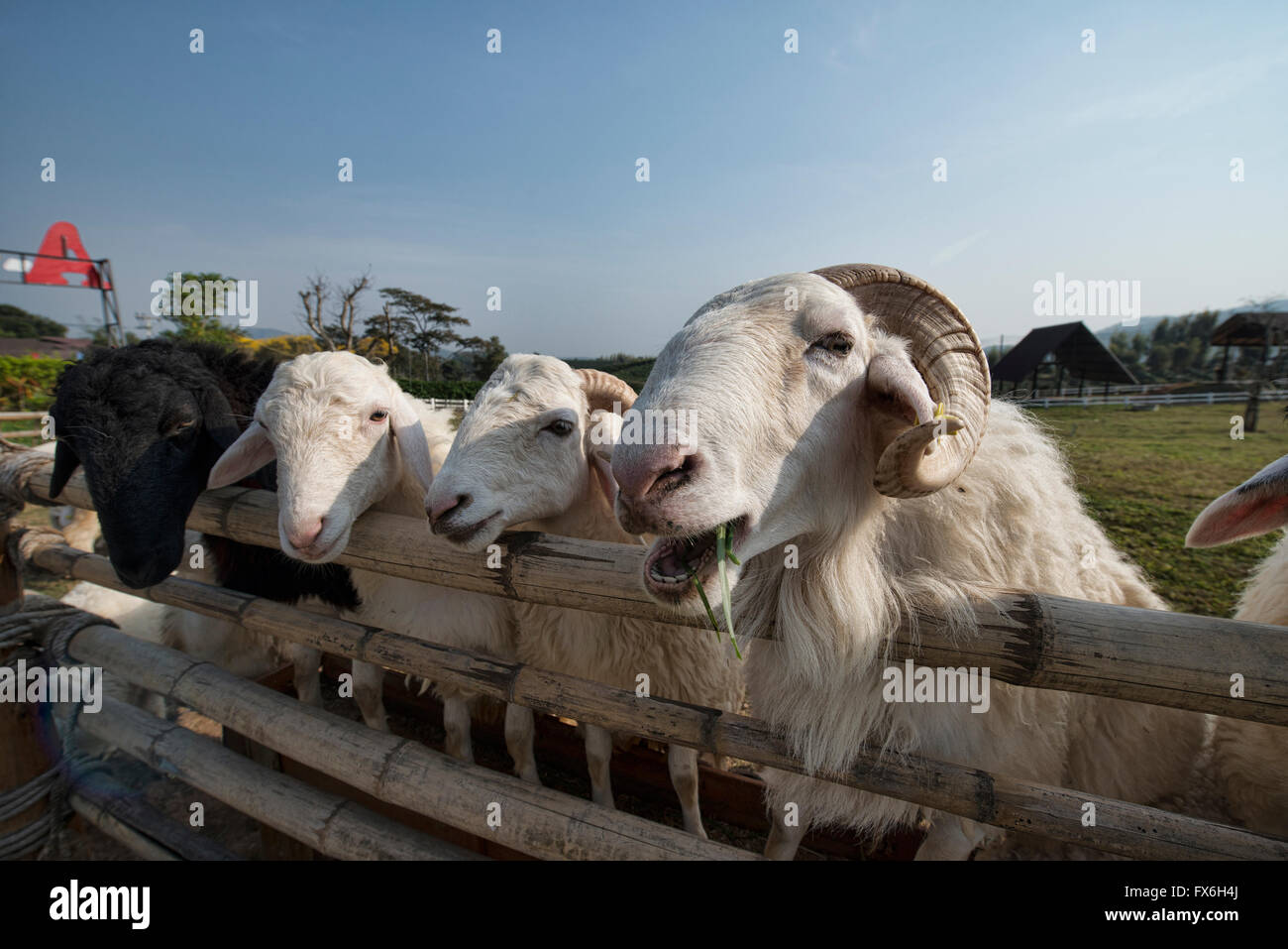 Sheep in dairy farm hi-res stock photography and images - Alamy