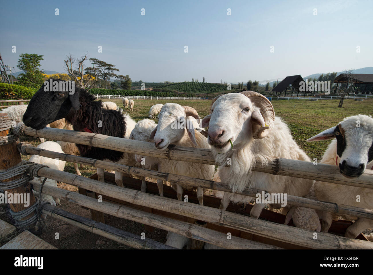 Sheep on a sheep farm in Chiang Rai, Thailand Stock Photo - Alamy