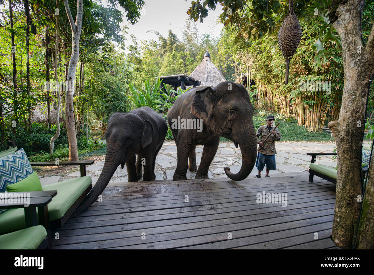 Elephants come for feeding at the Four Seasons Tented Camp in Chiang ...