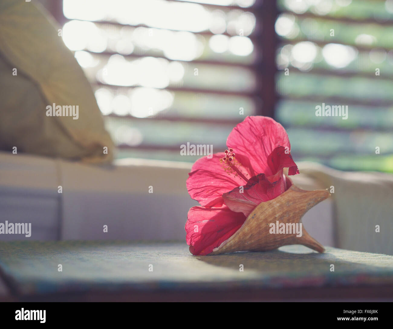 A fresh wild flower placed in a conch shell by the bed by the wait ...