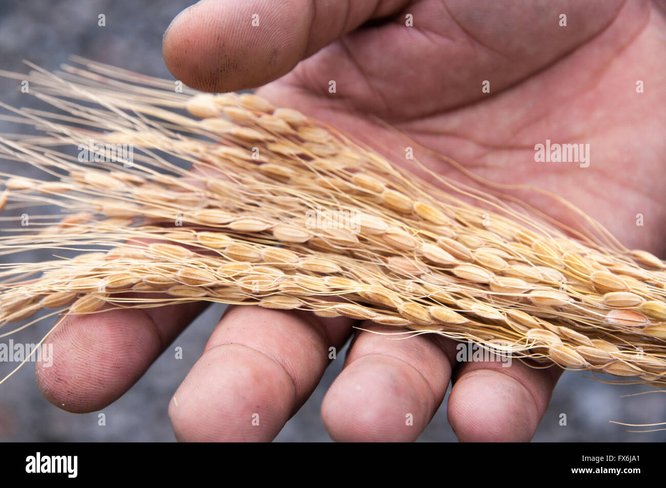 Close up of rice seed on farmer hand Stock Photo - Alamy