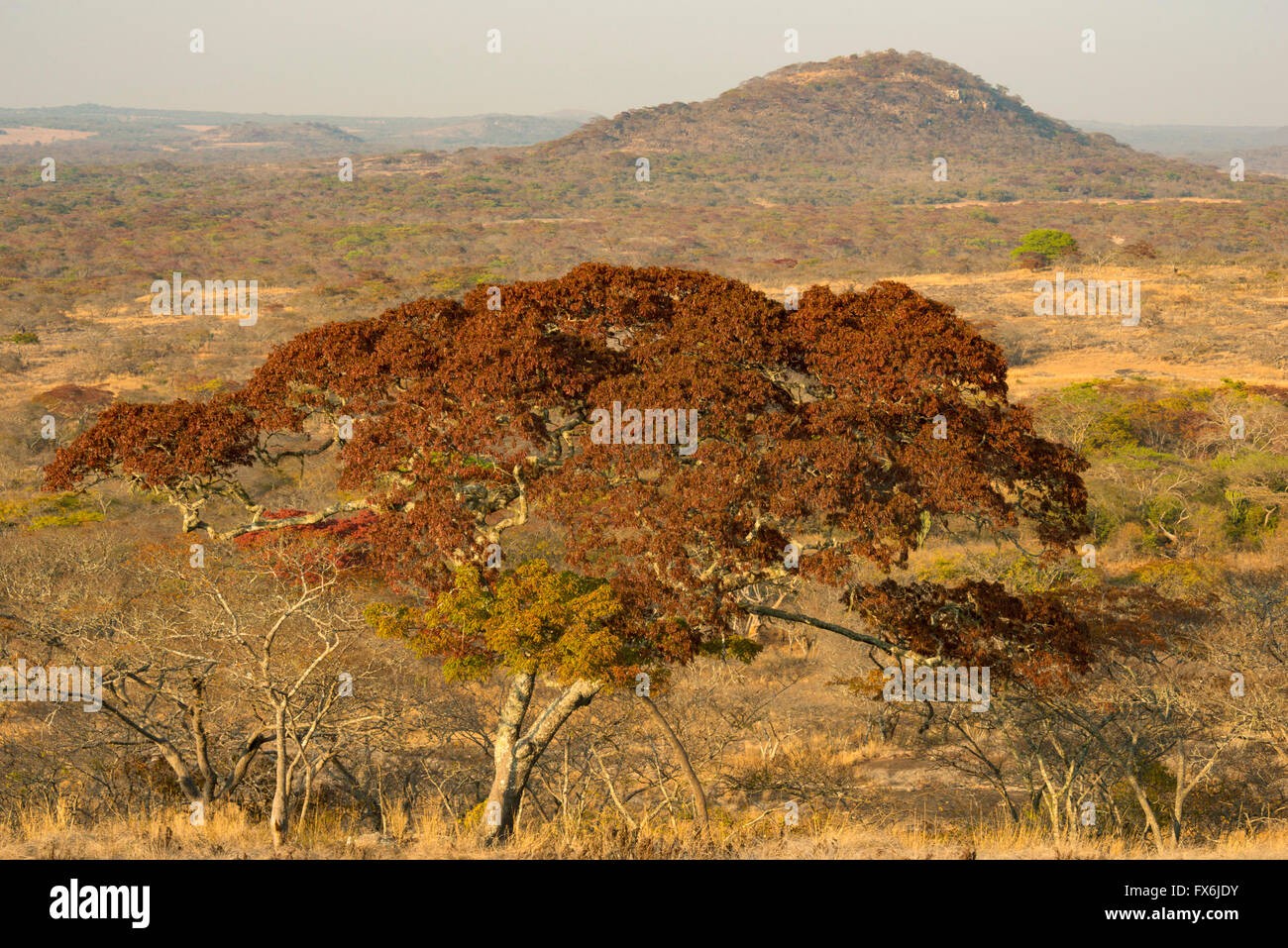 Spring msasa trees hi-res stock photography and images - Alamy