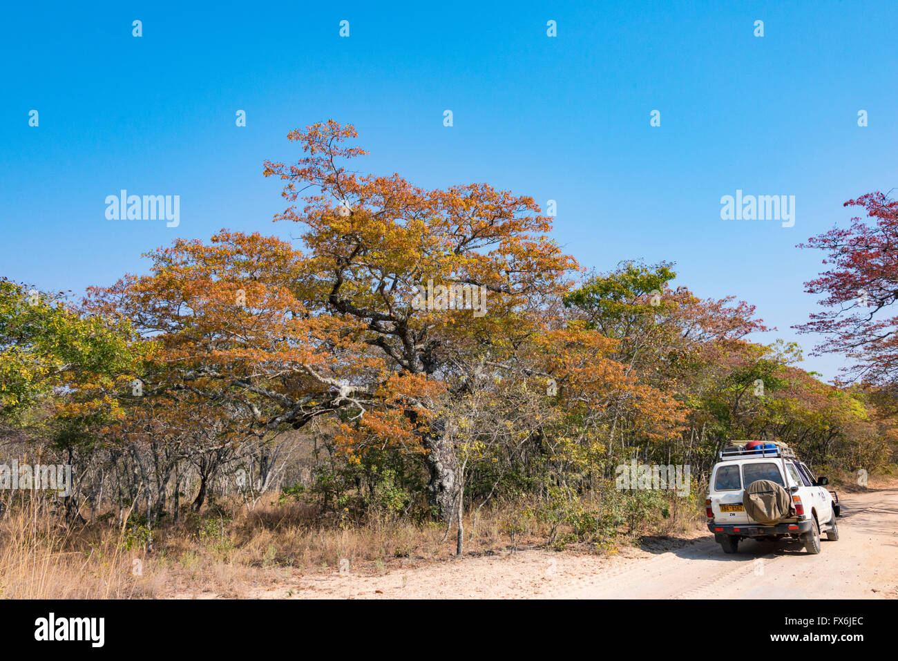 Spring msasa trees hi-res stock photography and images - Alamy