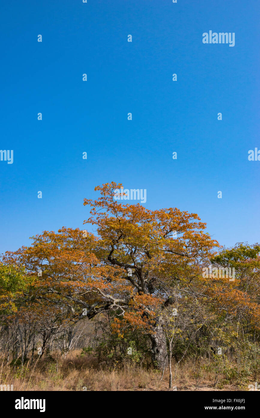 Spring msasa trees hi-res stock photography and images - Alamy