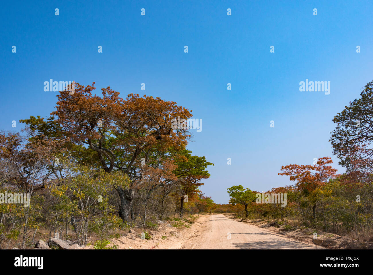 Spring msasa trees hi-res stock photography and images - Alamy