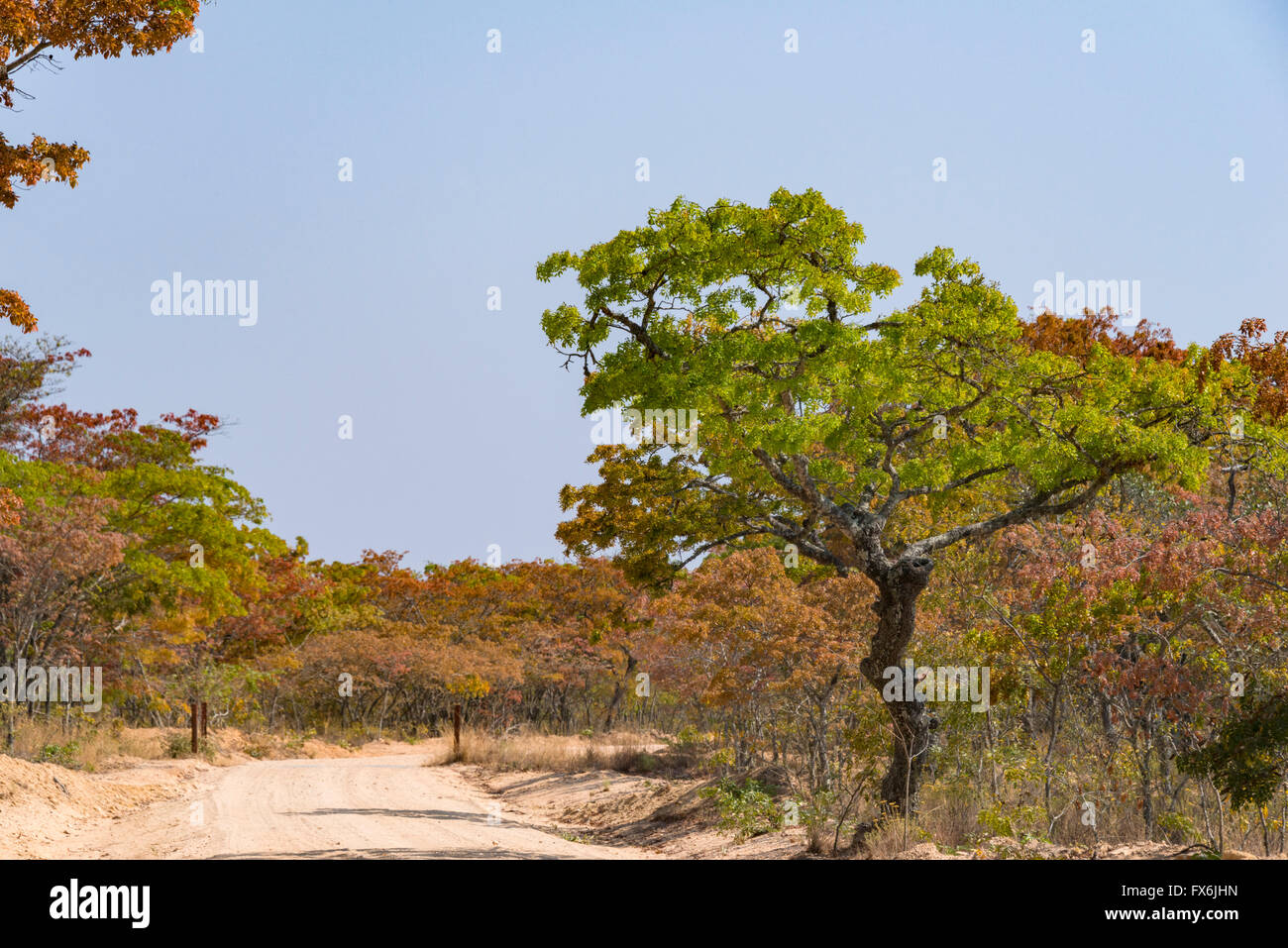 Spring msasa trees hi-res stock photography and images - Alamy