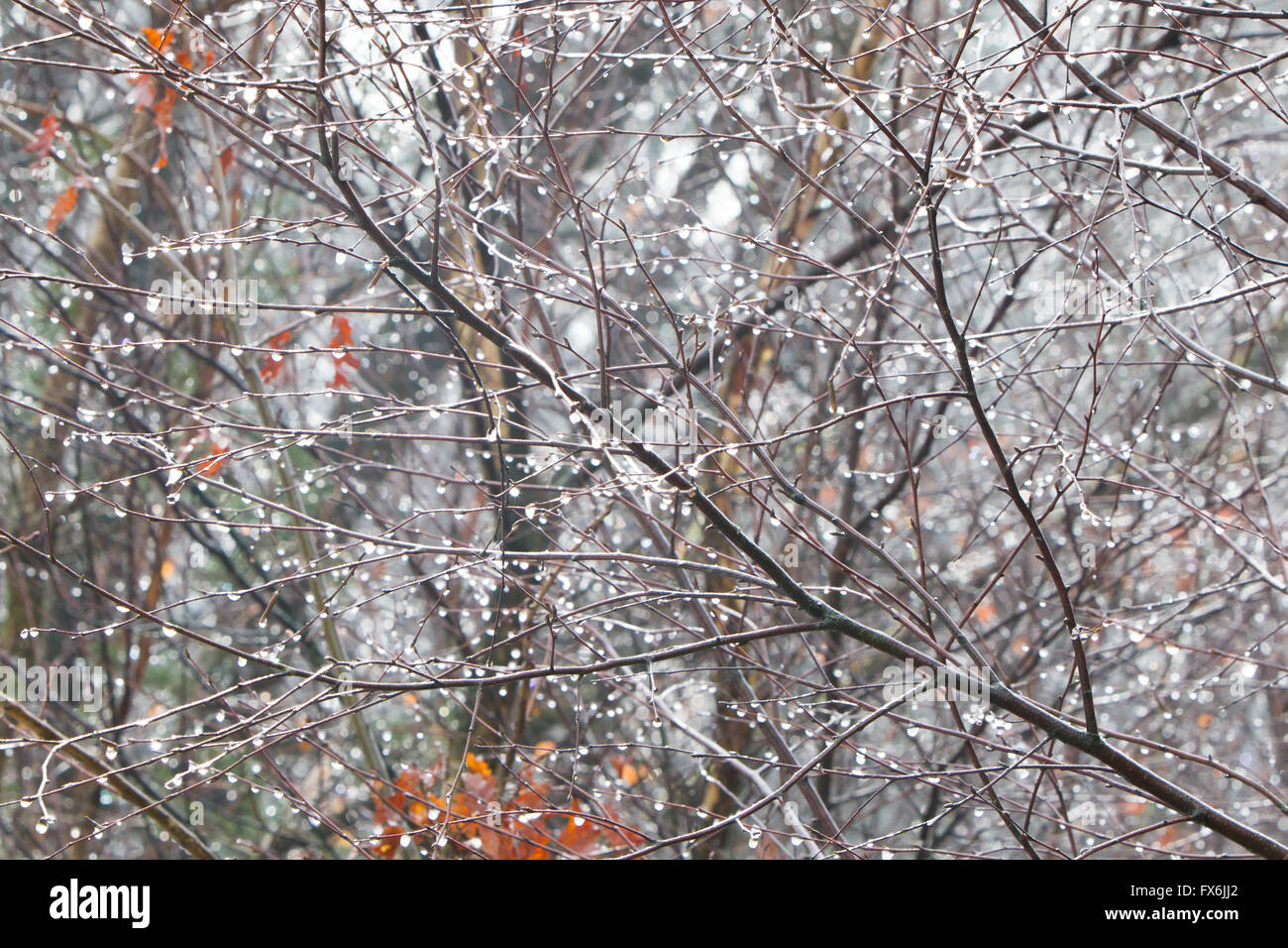 Tree branch with frozen water drops after freezing rain, autumn ...