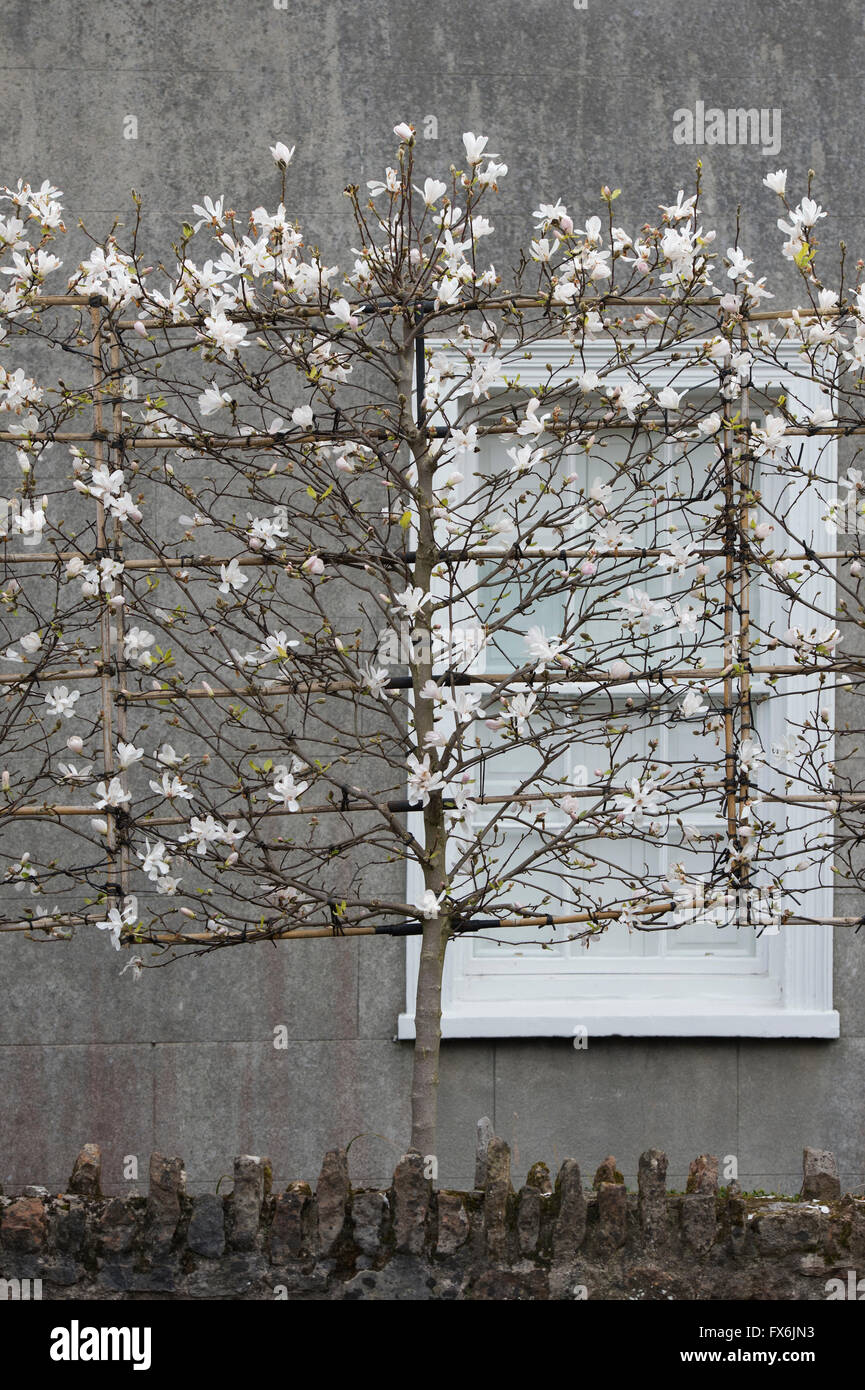 Magnolia espalier hi-res stock photography and images - Alamy